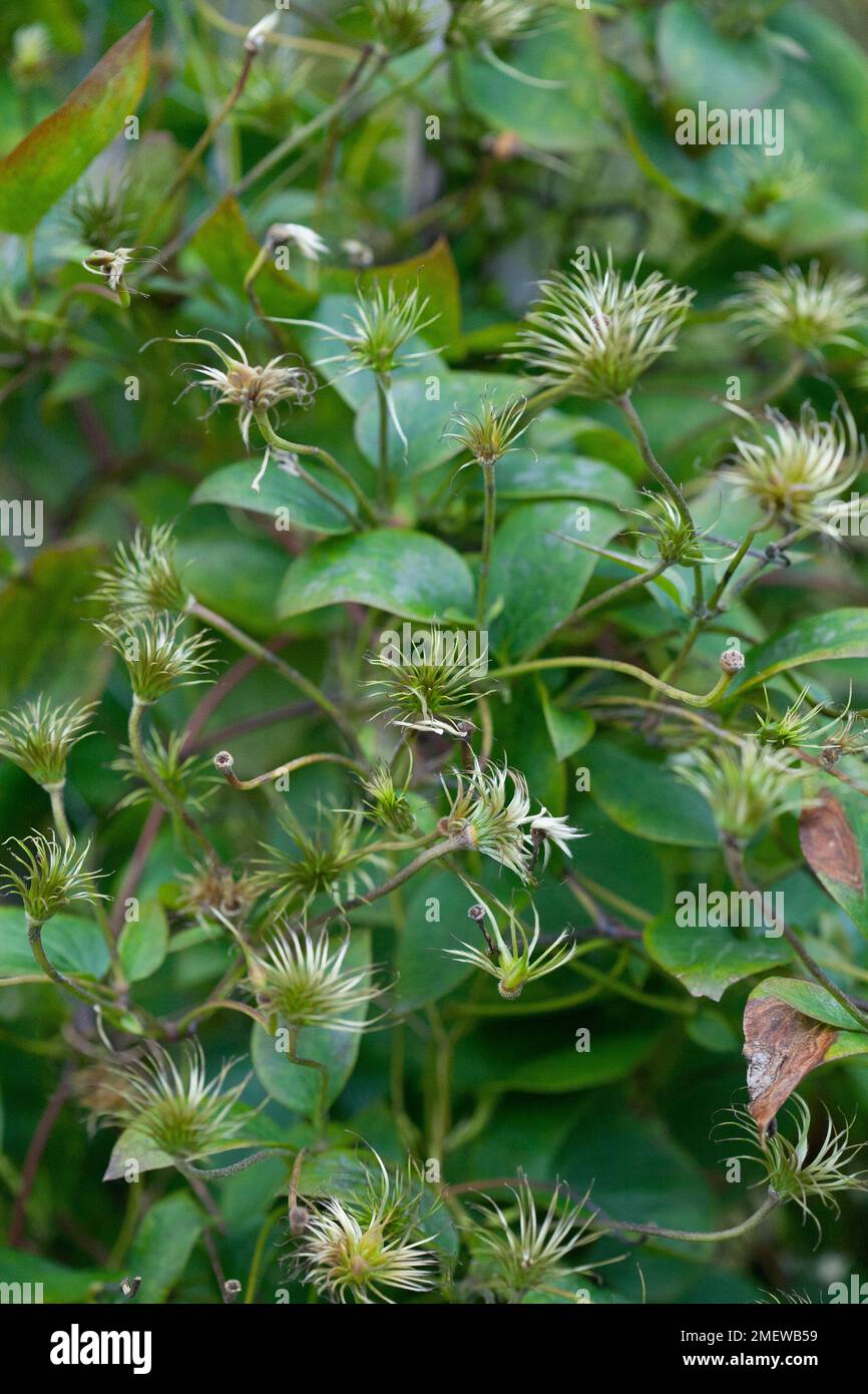 Clematis semu hi-res stock photography and images - Alamy