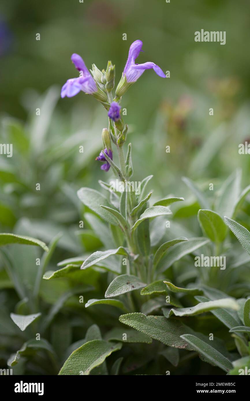 Lavandulifolia hi-res stock photography and images - Alamy