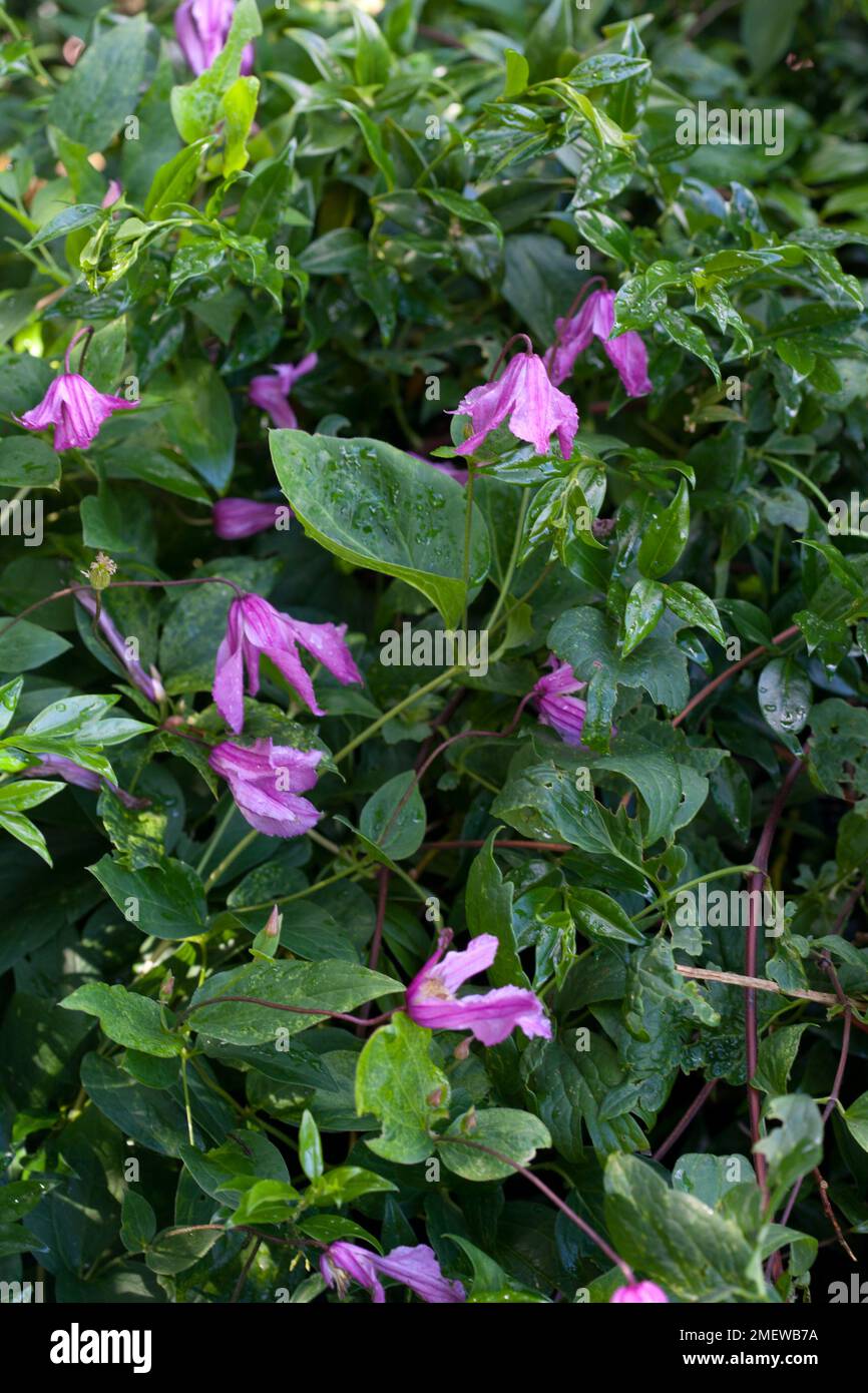 Clematis 'Lambton Park' Stock Photo - Alamy