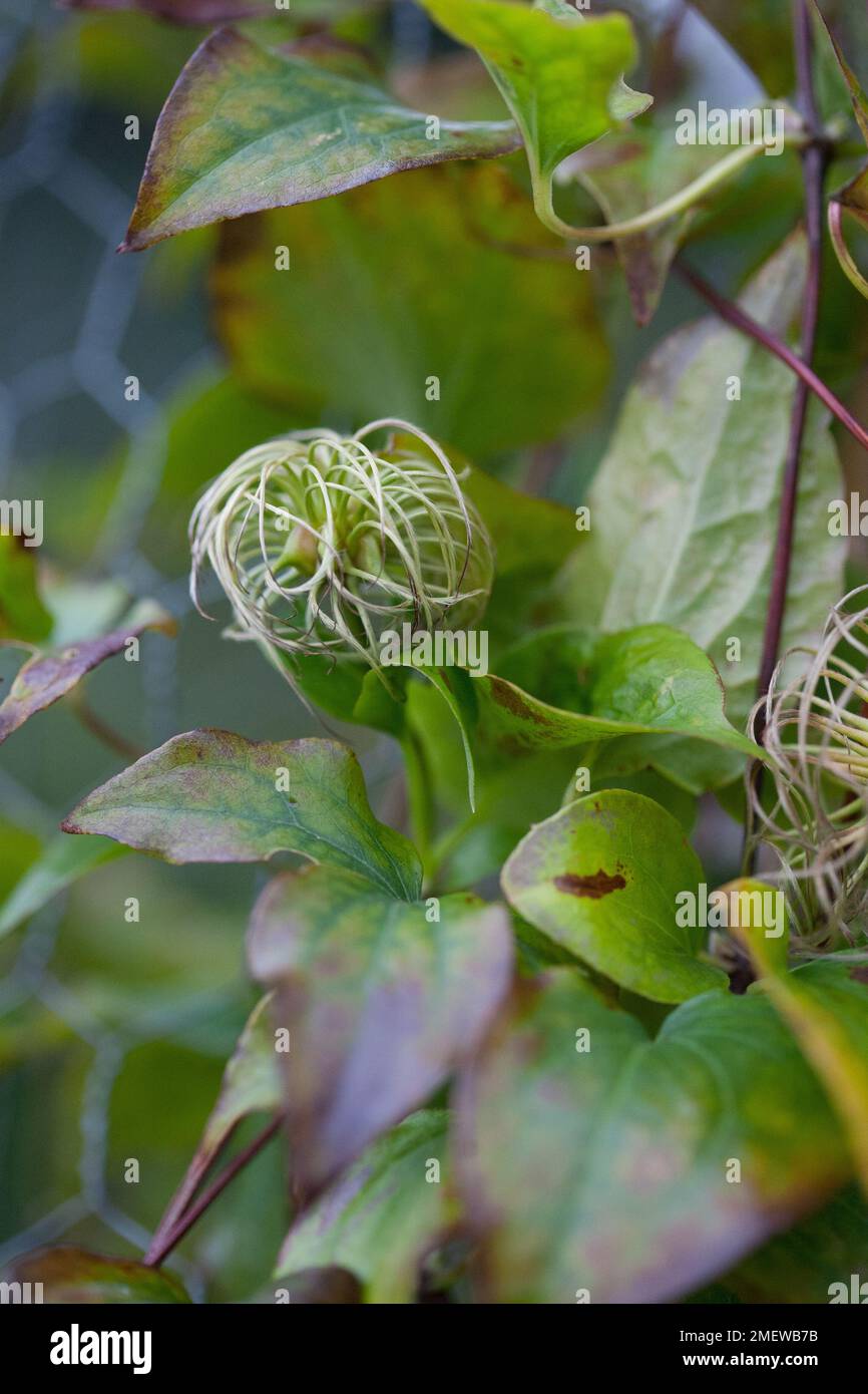 Kinju hi-res stock photography and images - Alamy