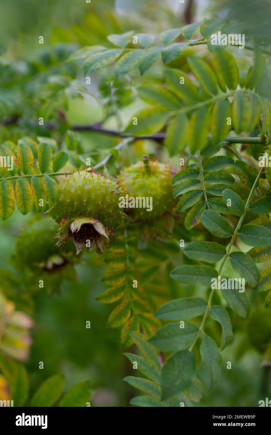 Rosa roxburghii hi-res stock photography and images - Alamy