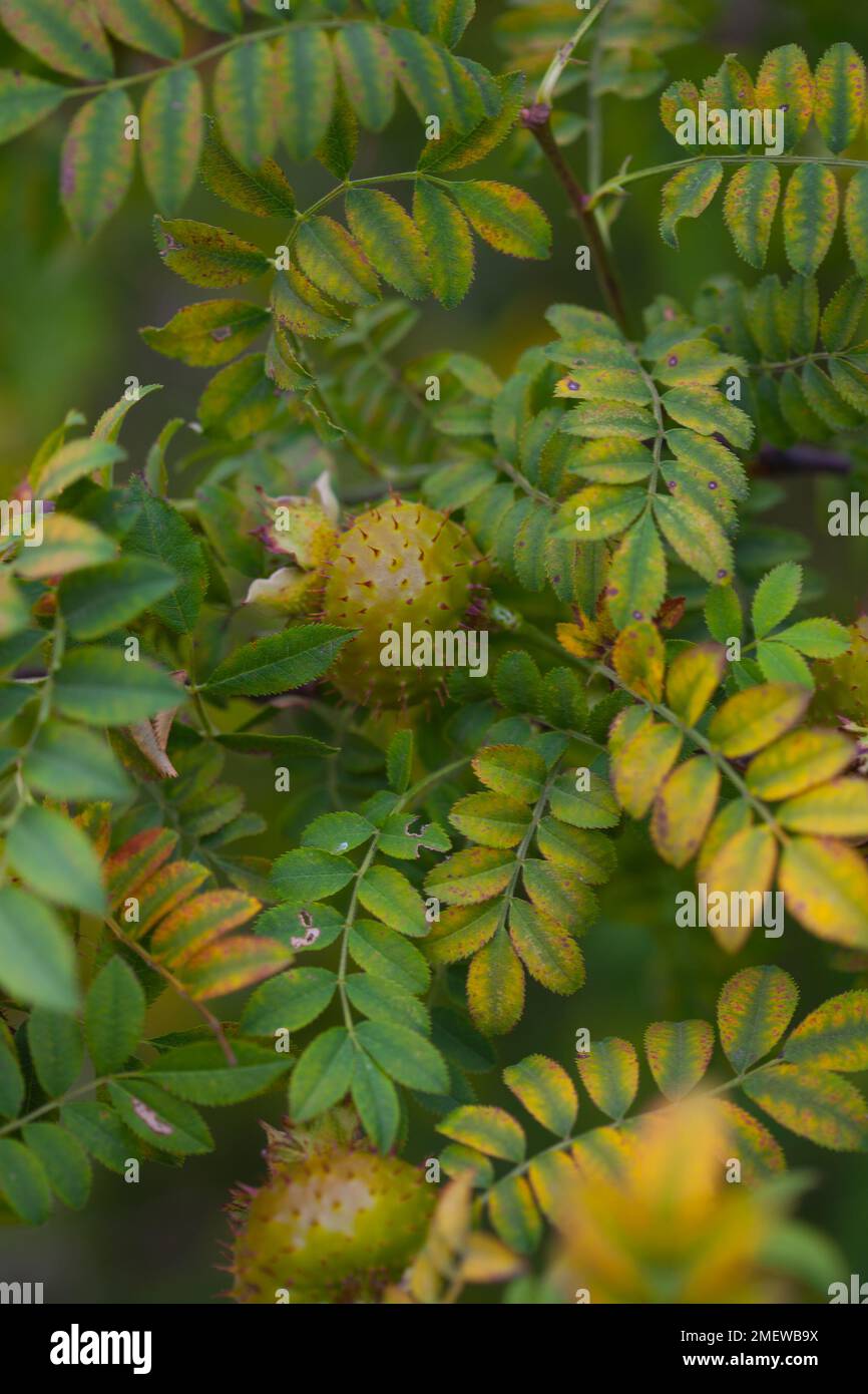 Roxburghii hi-res stock photography and images - Alamy