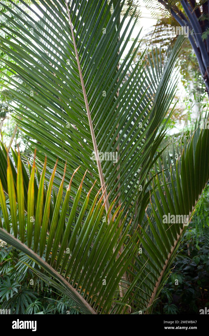 Rhopalostylis leaves hi-res stock photography and images - Alamy