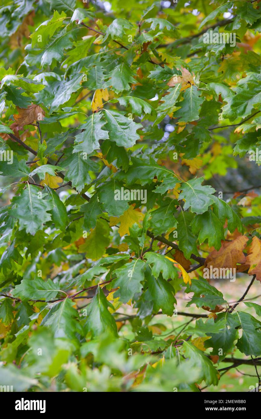 Quercus rubra vertical hi-res stock photography and images - Alamy