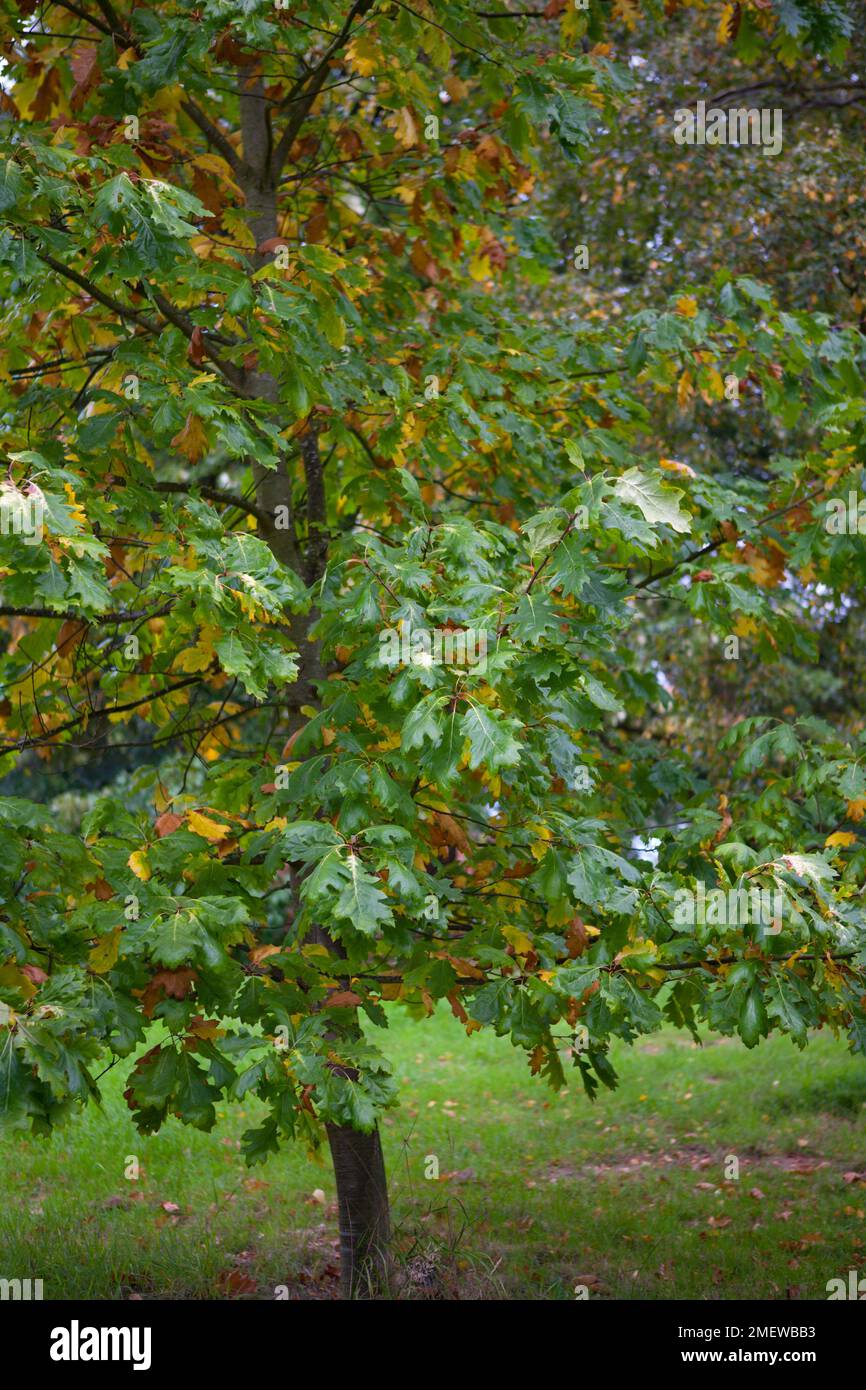 Quercus rubra vertical hi-res stock photography and images - Alamy