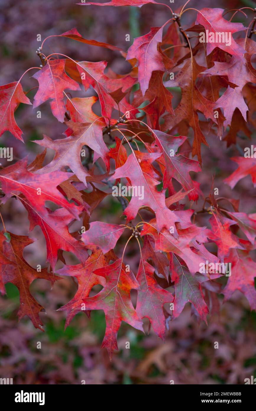 Quercus Coccinea Splendens Scarlet Oak Quercus Coccinea Hi Res Stock