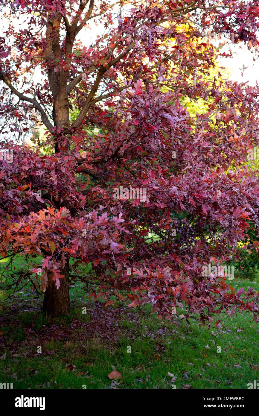 Quercus alba hi-res stock photography and images - Alamy