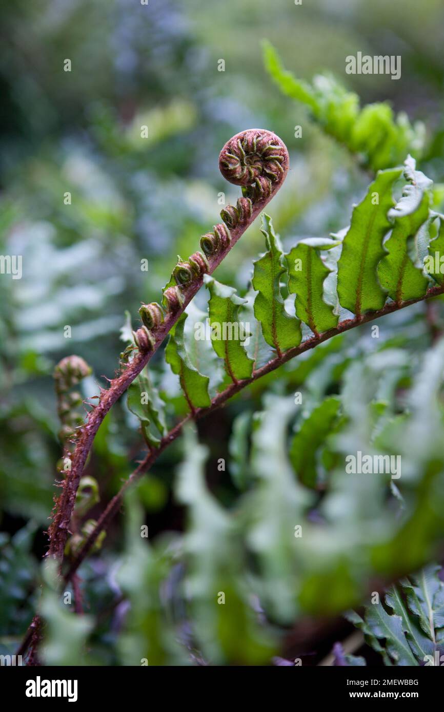 Polypodium glycyrrhiza 'Longicaudatum' Stock Photo - Alamy