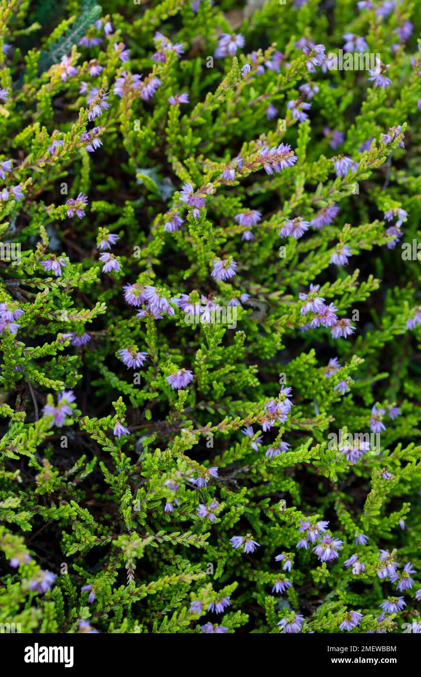 Calluna vulgaris 'Hammondii Aureifolia' Stock Photo - Alamy