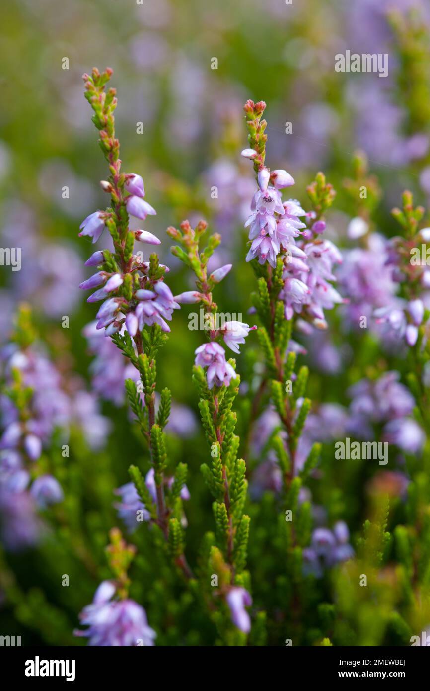 Calluna vulgaris 'Glenfiddich' Stock Photo - Alamy