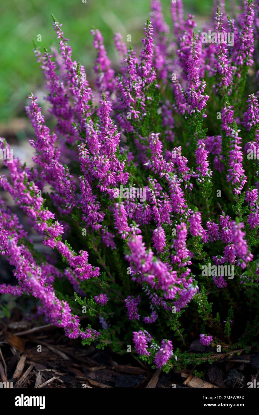 Calluna vulgaris 'Dark Star' Stock Photo - Alamy
