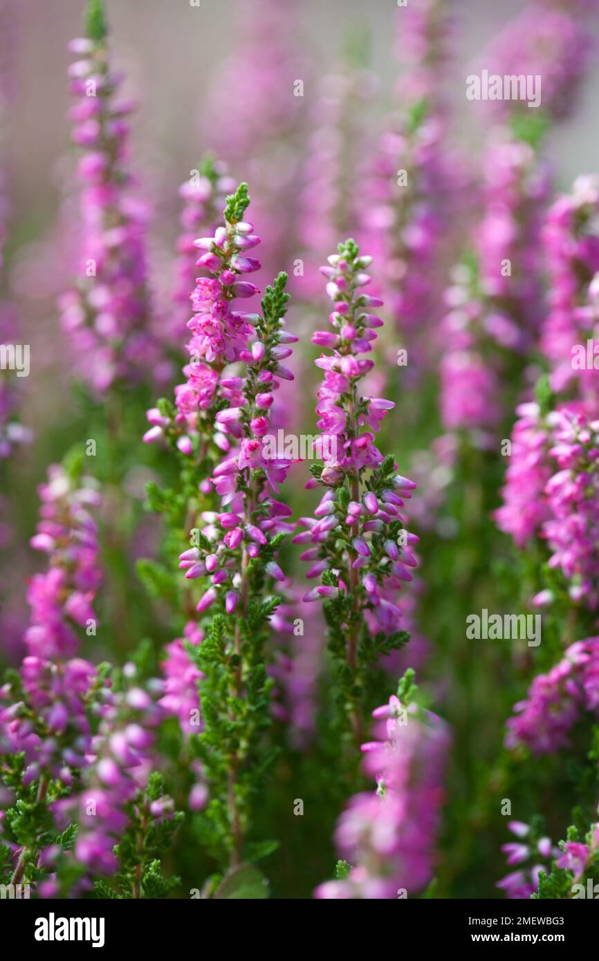 Calluna vulgaris 'Dark Star' Stock Photo - Alamy