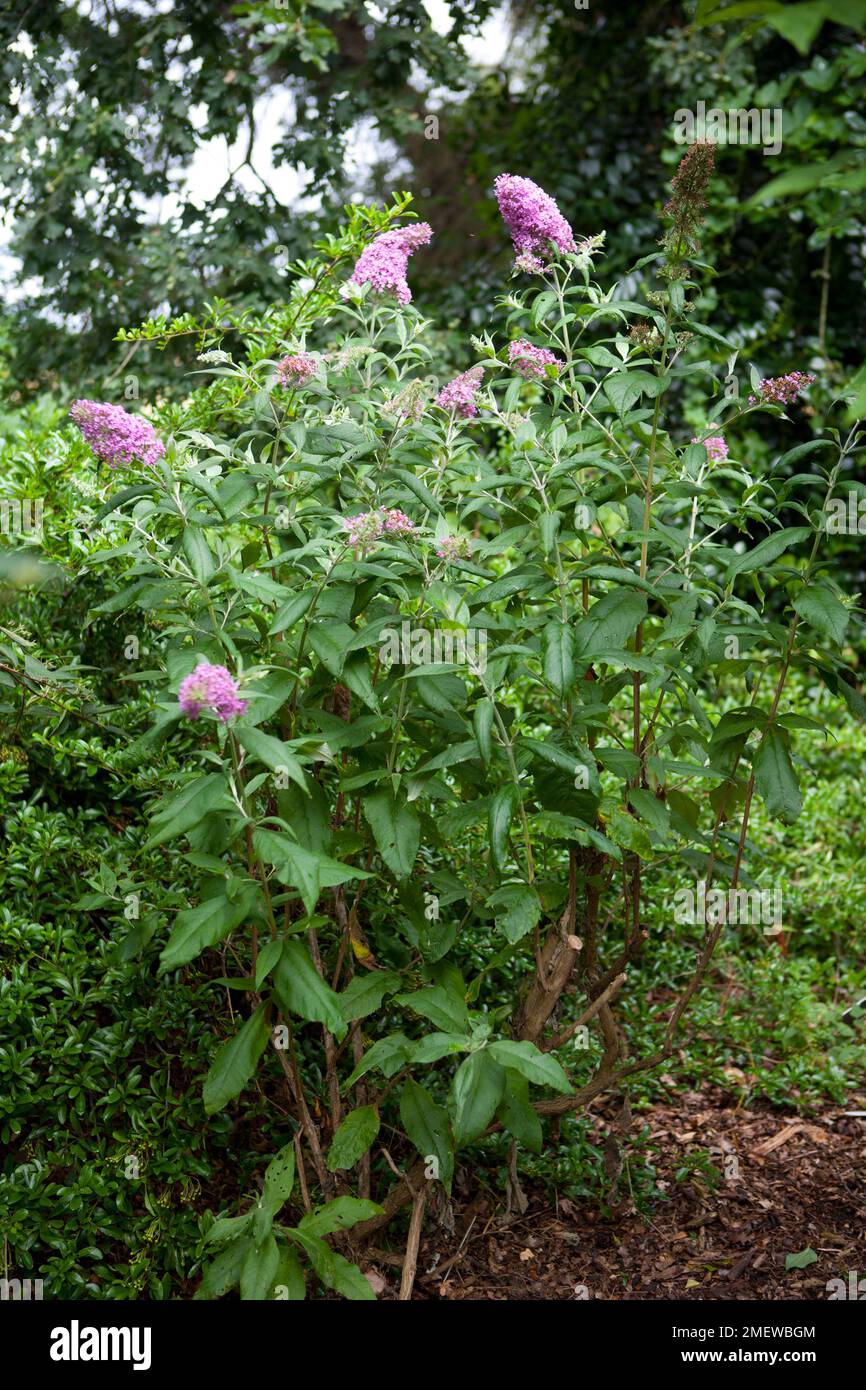 Pink buddleja flower hi-res stock photography and images - Alamy