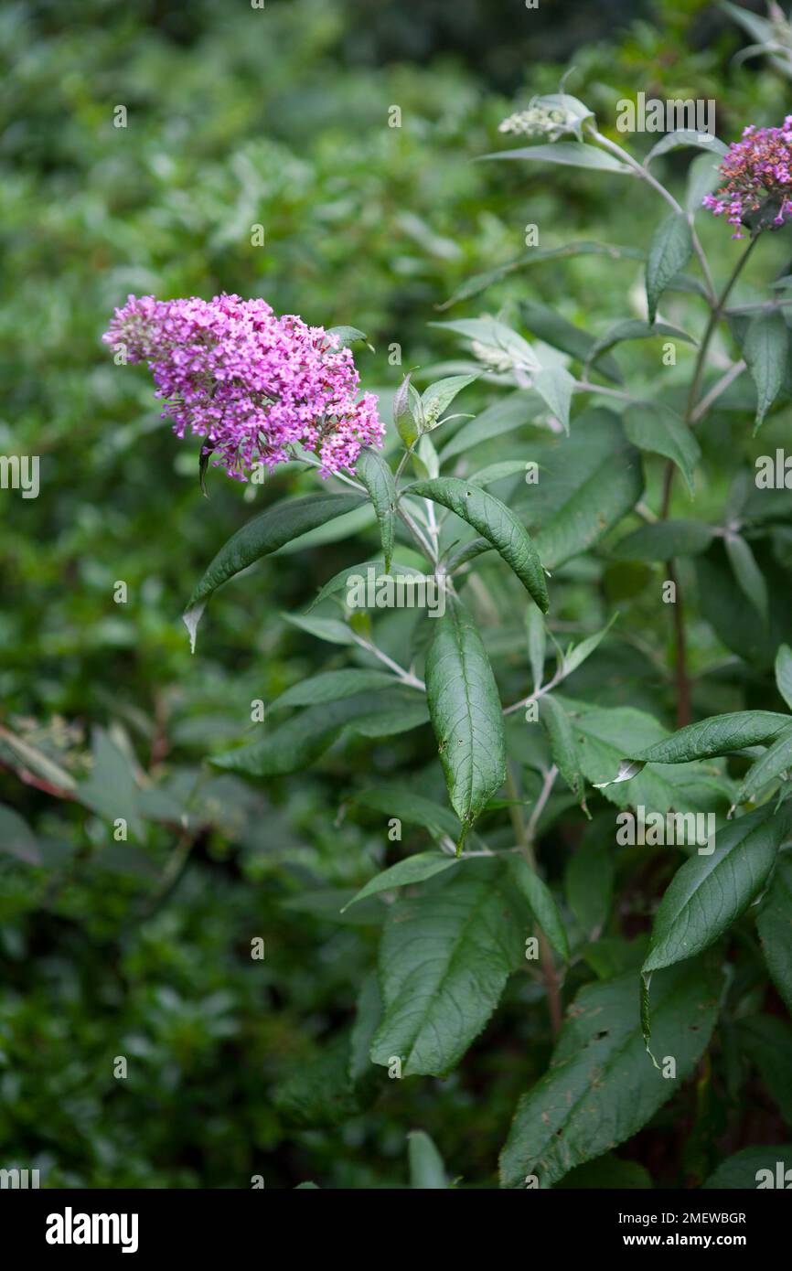 Buddleja 'Pink Delight' Stock Photo - Alamy