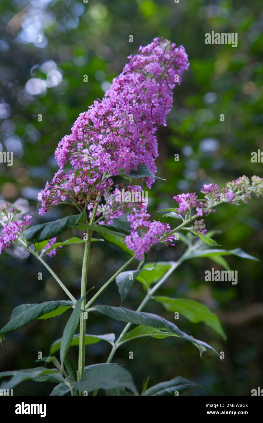 Buddleja 'Pink Delight' Stock Photo - Alamy