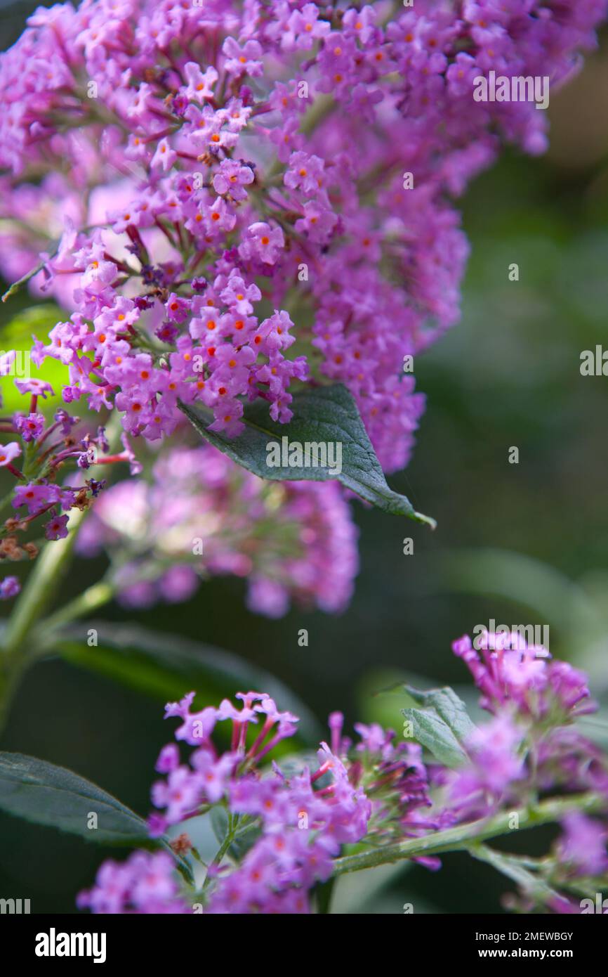 Pink buddleja flower hi-res stock photography and images - Alamy