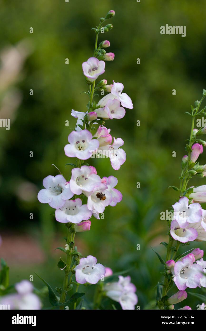 Osprey plant hi-res stock photography and images - Alamy