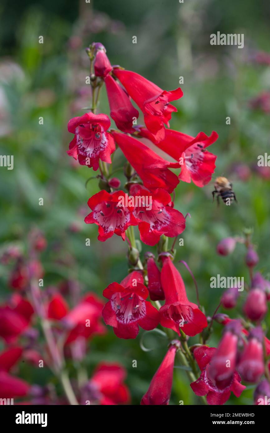 Penstemon red flowers plants hi-res stock photography and images - Alamy