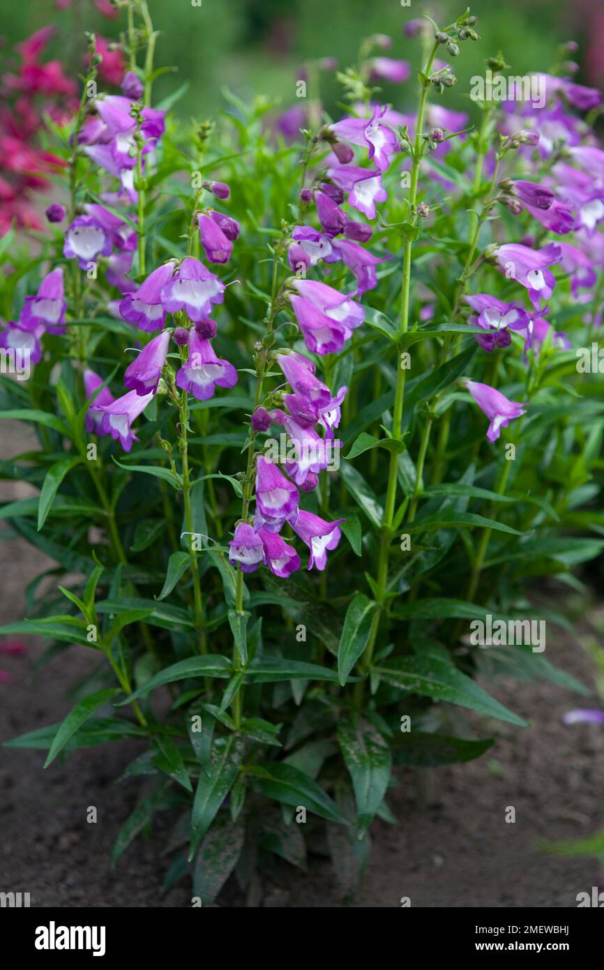 Penstemon 'George Moon' Stock Photo - Alamy