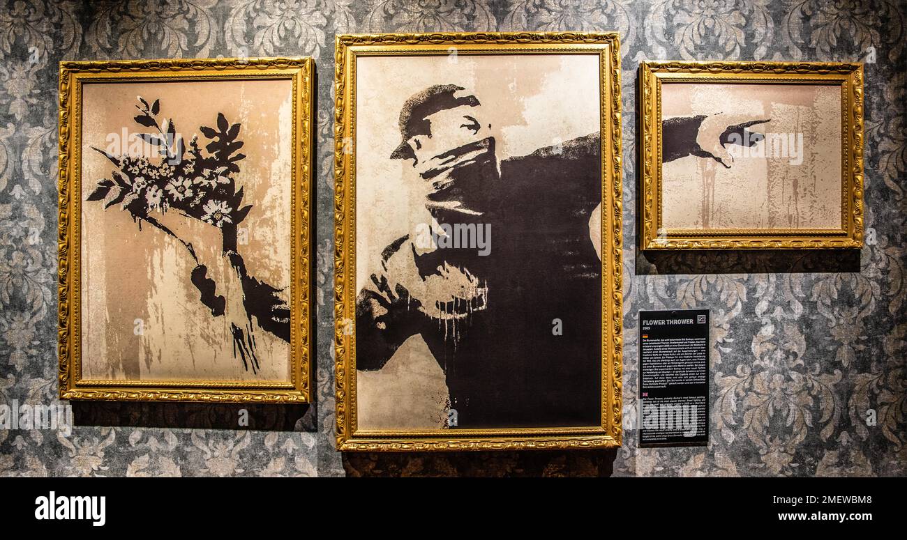 Flower Thrower in the street fight for peace, West Bank border wall in ...