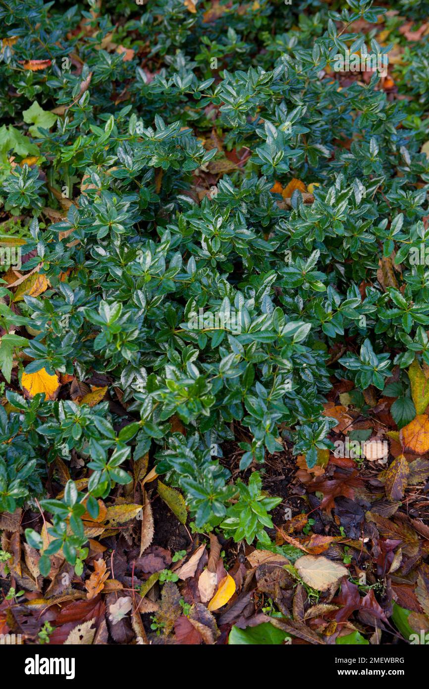 Berberis coxii hi-res stock photography and images - Alamy