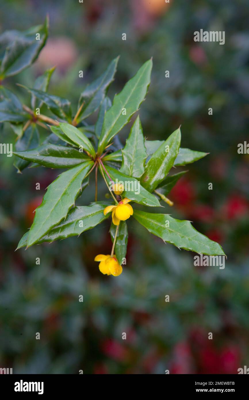 Berberis coxii hi-res stock photography and images - Alamy