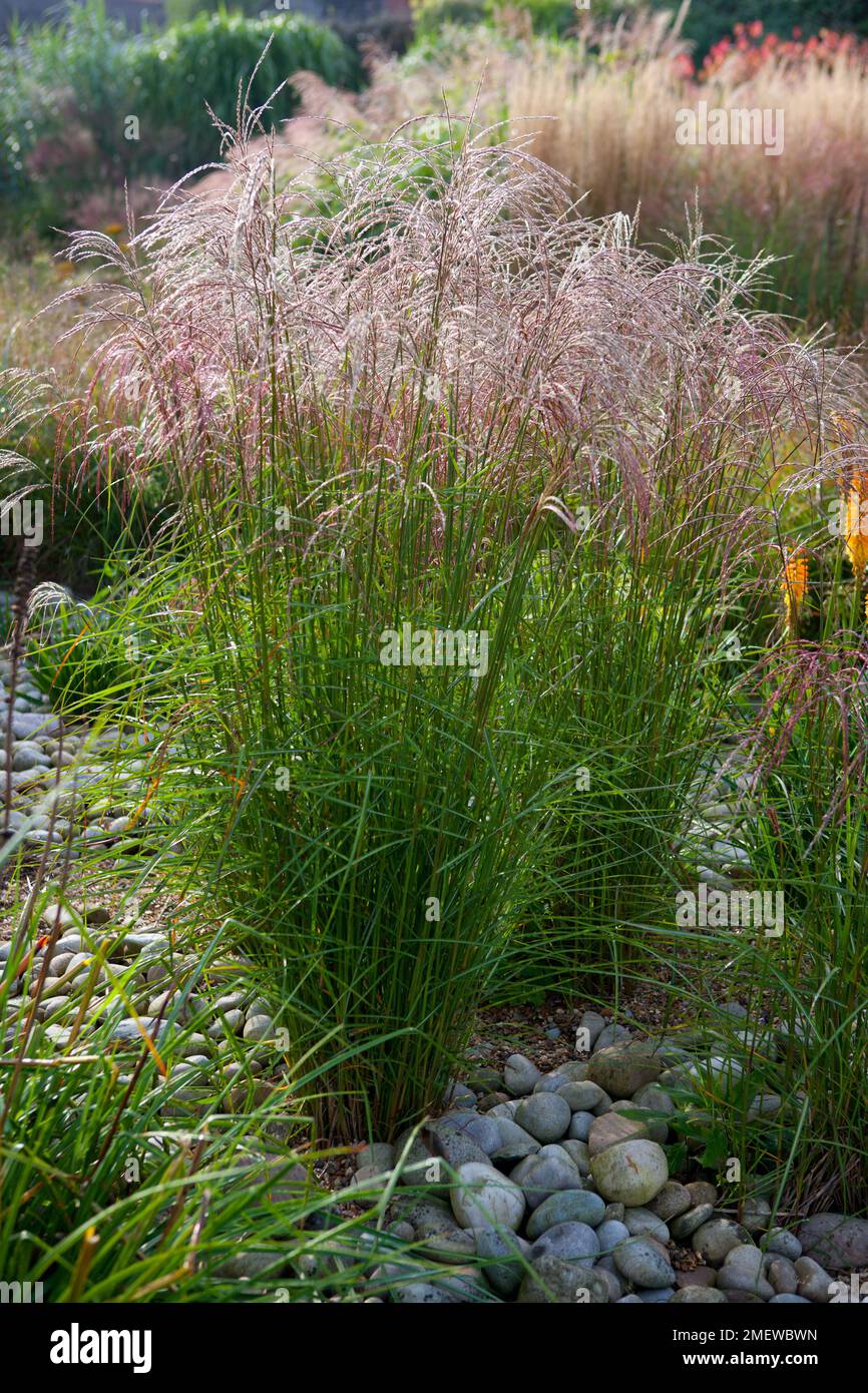 Miscanthus sinensis 'Flamingo' Stock Photo - Alamy