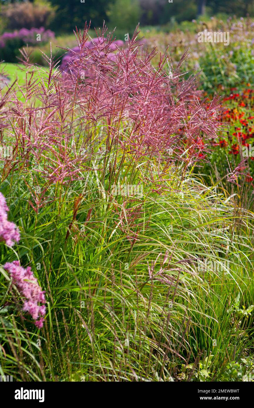 Miscanthus sinensis 'Ferner Osten' Stock Photo - Alamy