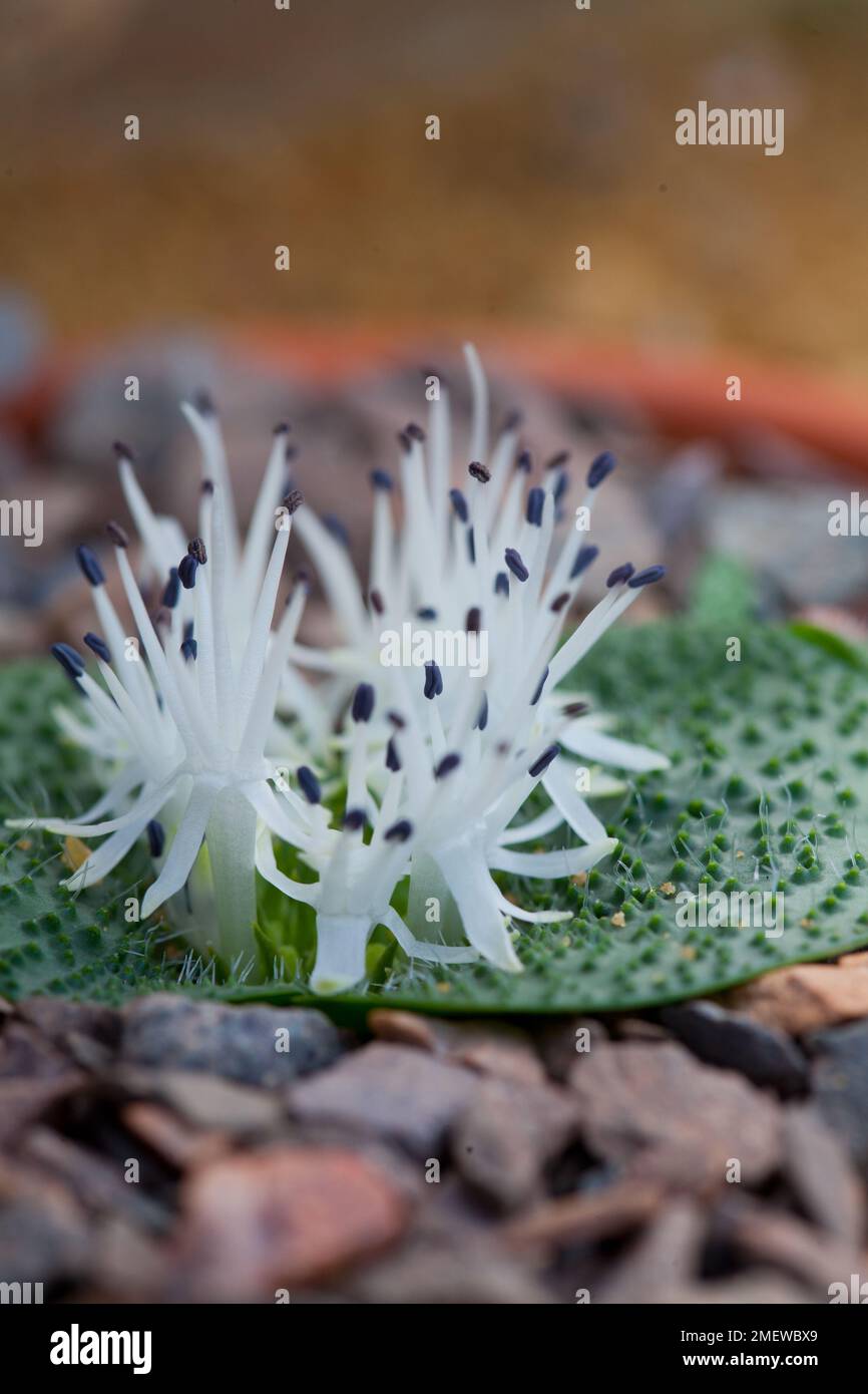 Massonia hi-res stock photography and images - Alamy