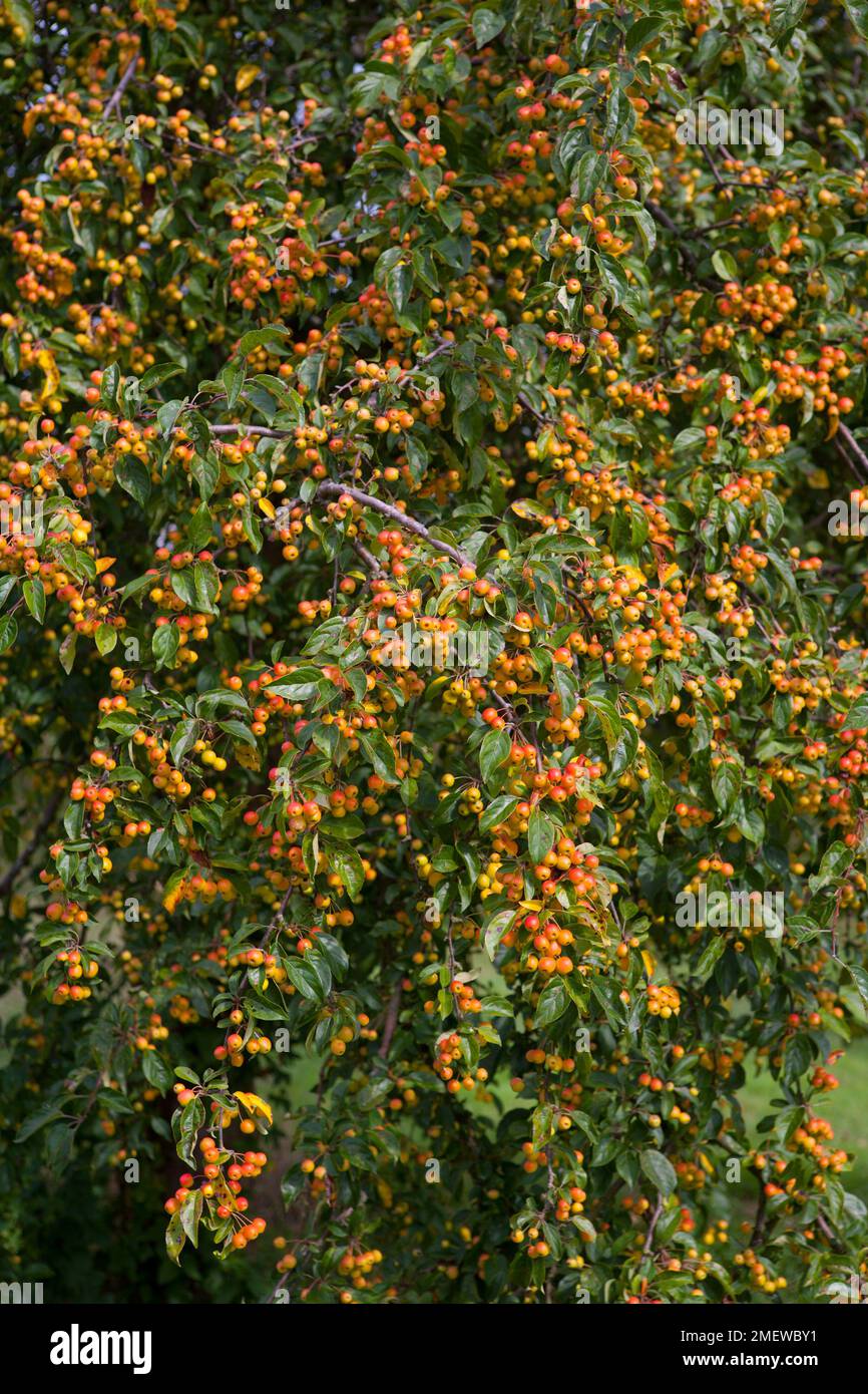 Malus x zumi 'Professor Sprenger' Stock Photo - Alamy