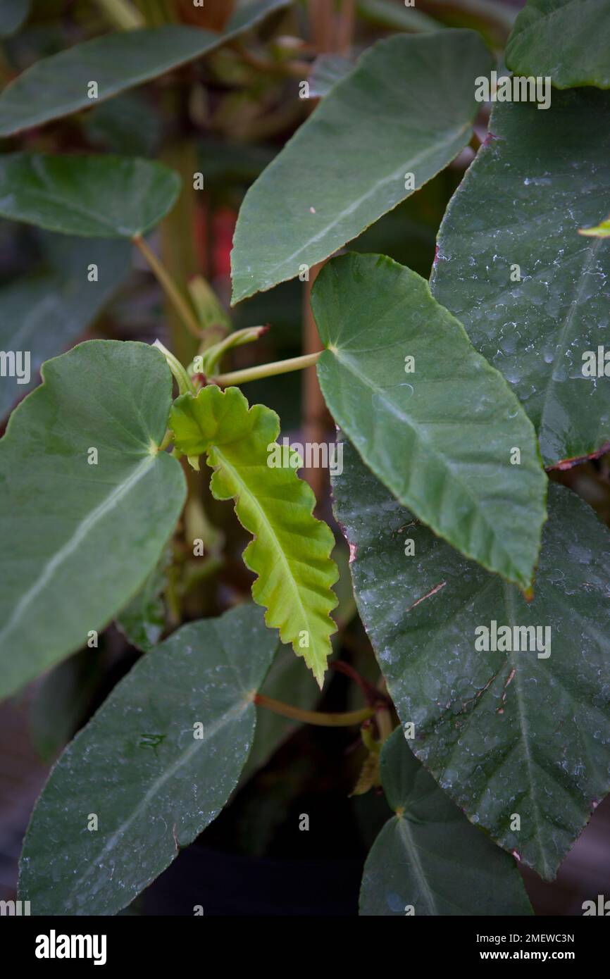 Begonia angularis hi-res stock photography and images - Alamy
