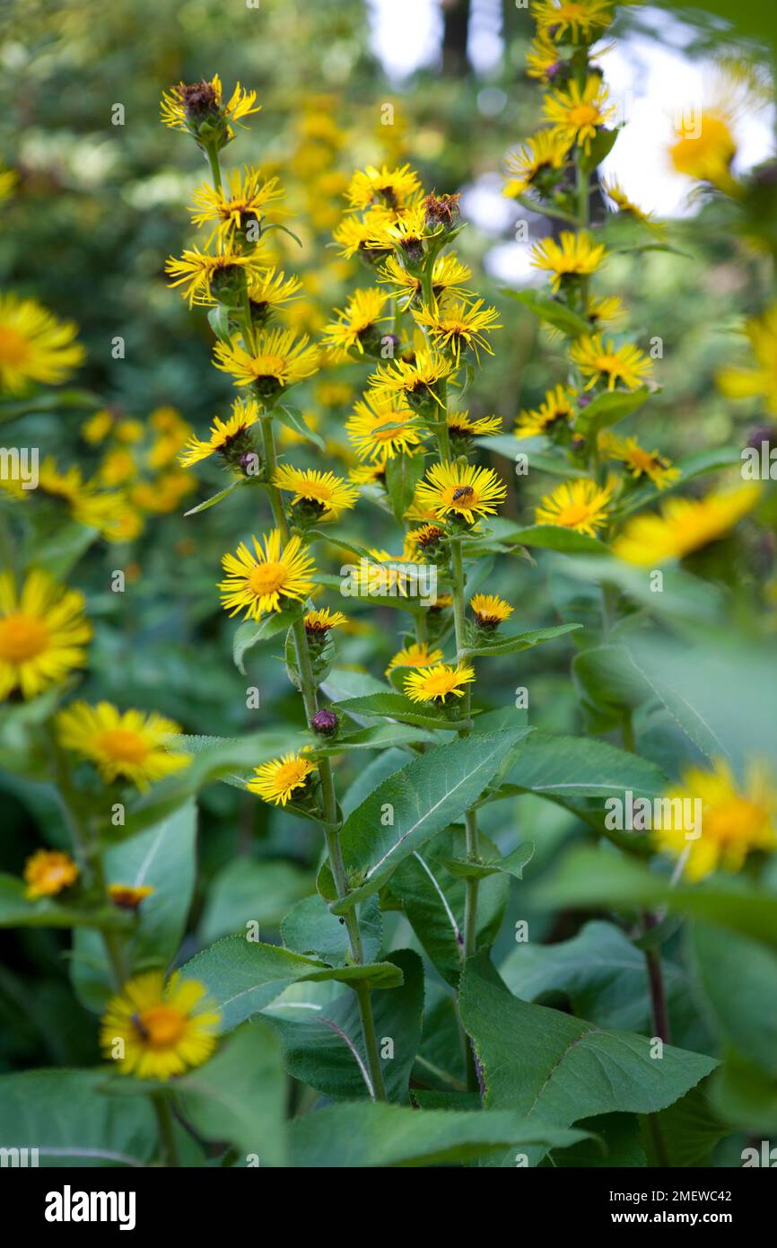 Inula magnifica hi-res stock photography and images - Alamy