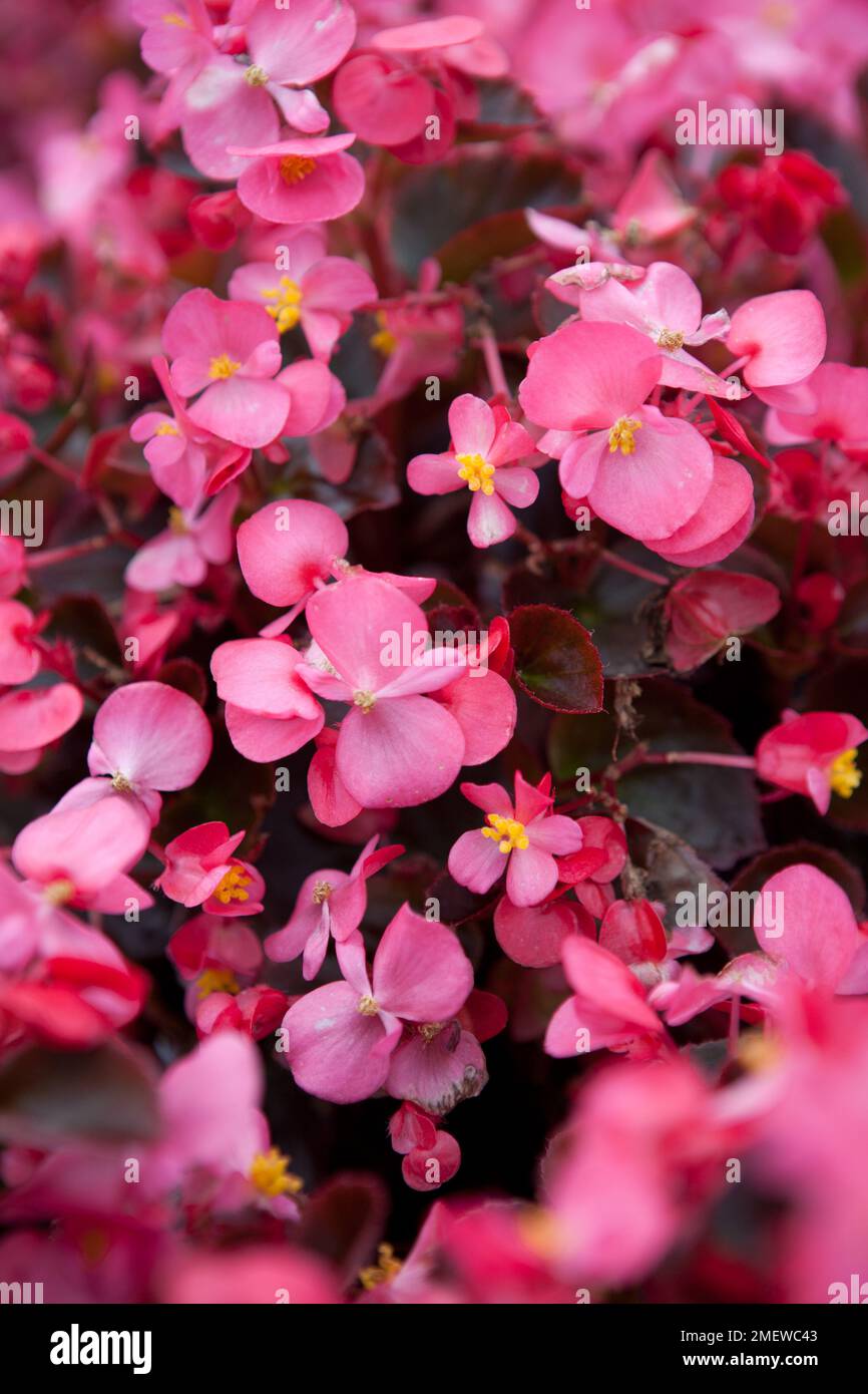 Begonia Semperfloren Devil Neon Rose Stock Photo - Alamy