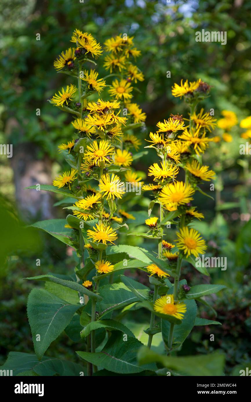 Inula magnifica hi-res stock photography and images - Alamy