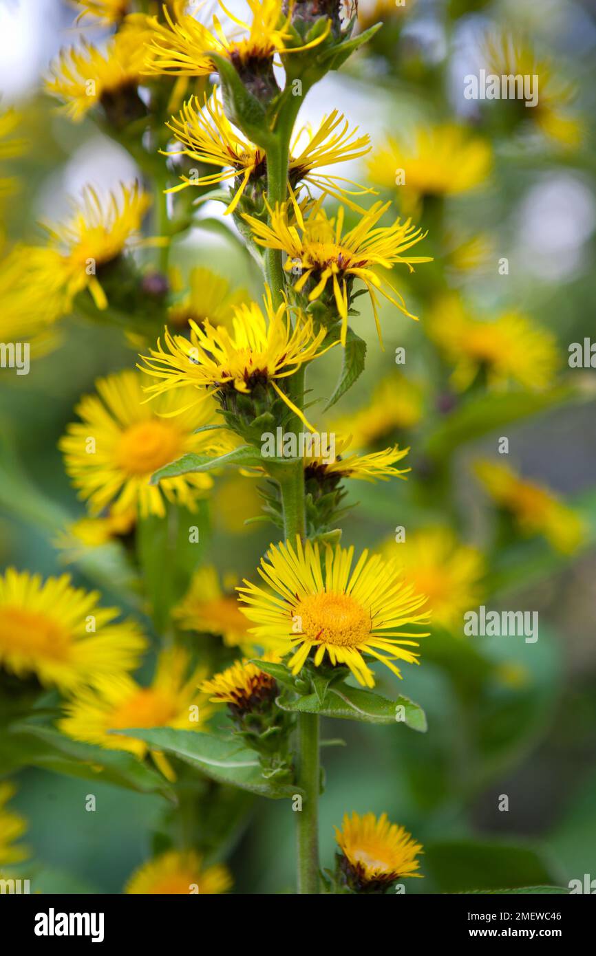 Inula magnifica hi-res stock photography and images - Alamy