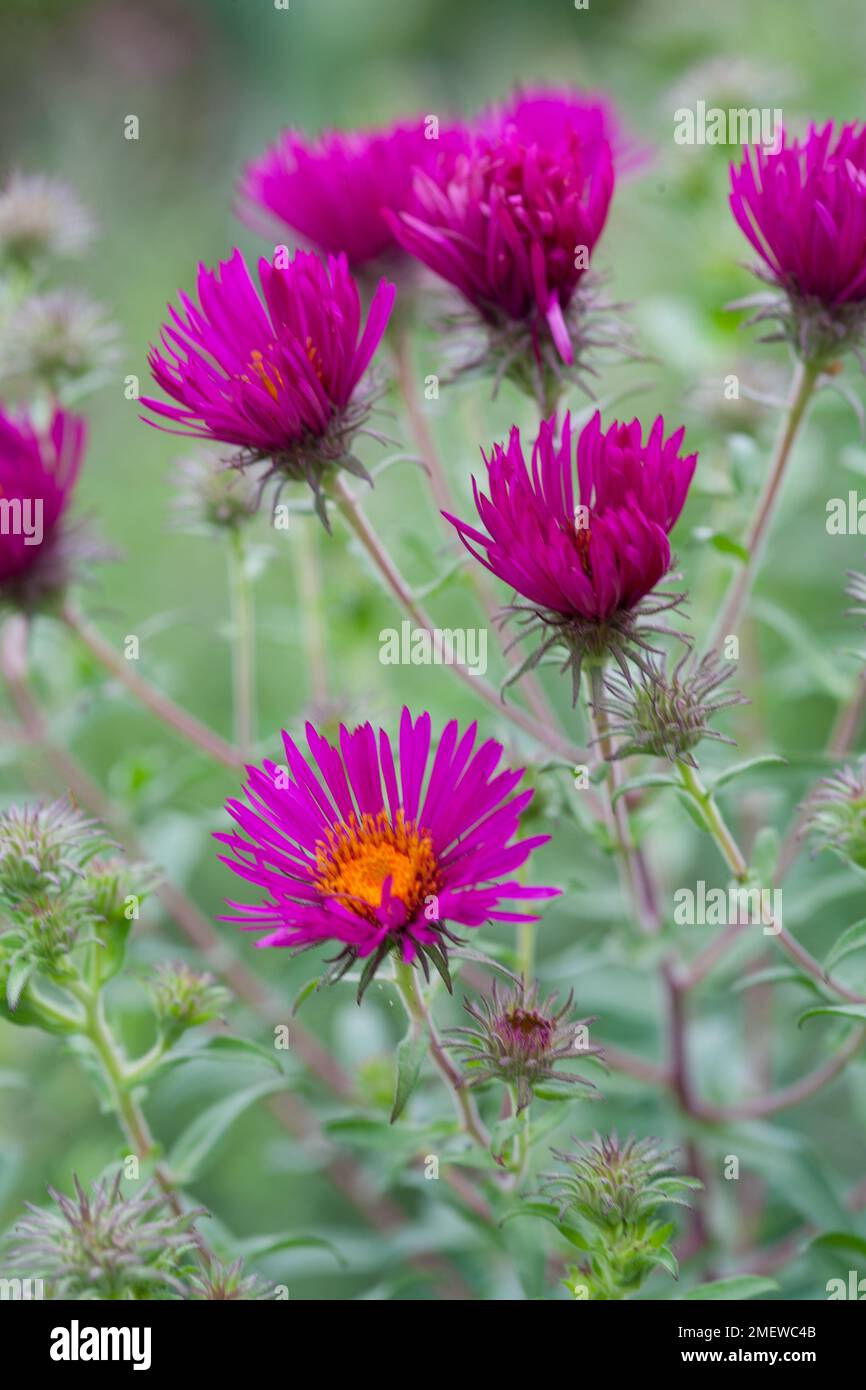 Aster novae-angliae 'Septemberrubin' Stock Photo - Alamy