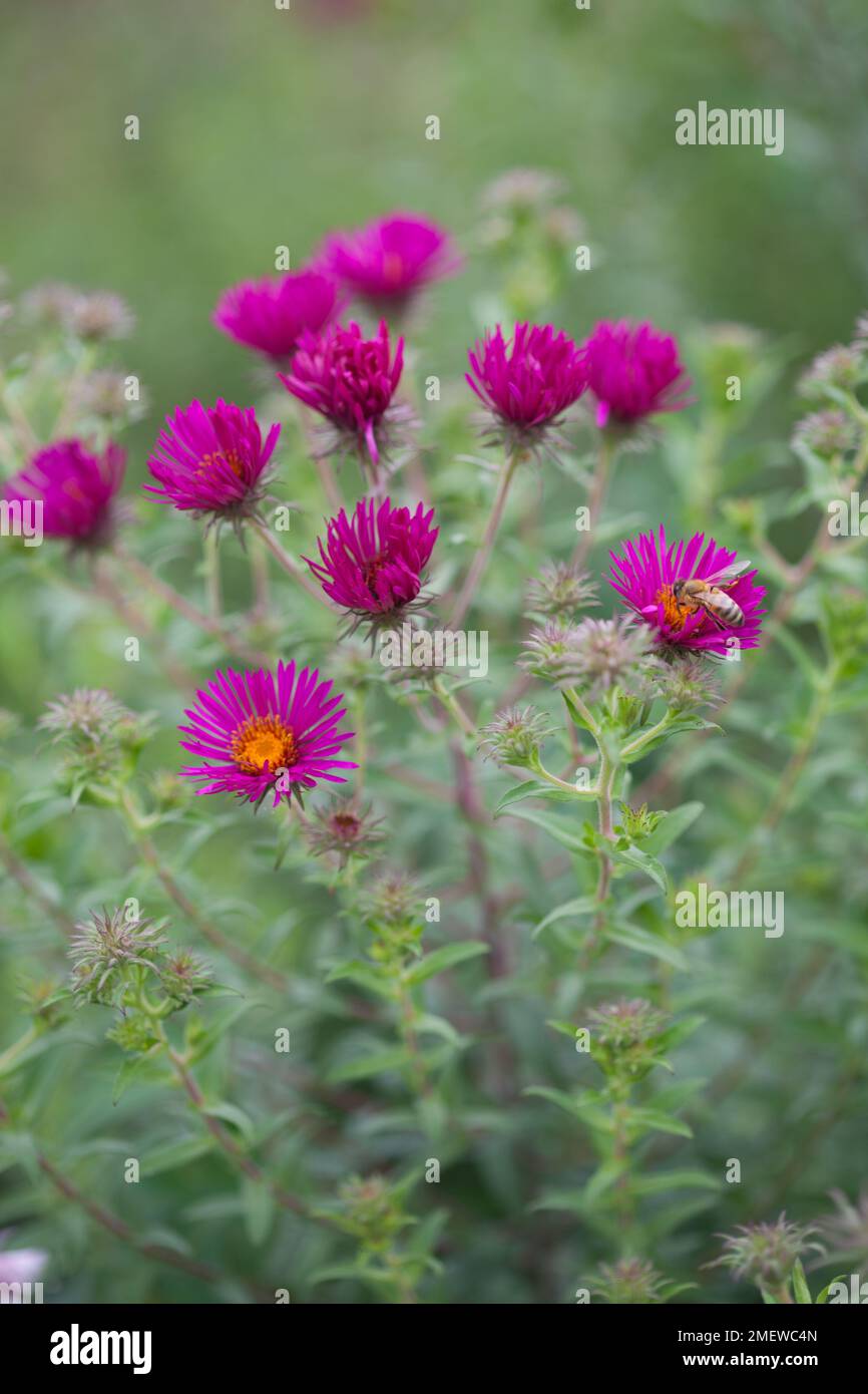 Aster septemberrubin hi-res stock photography and images - Alamy
