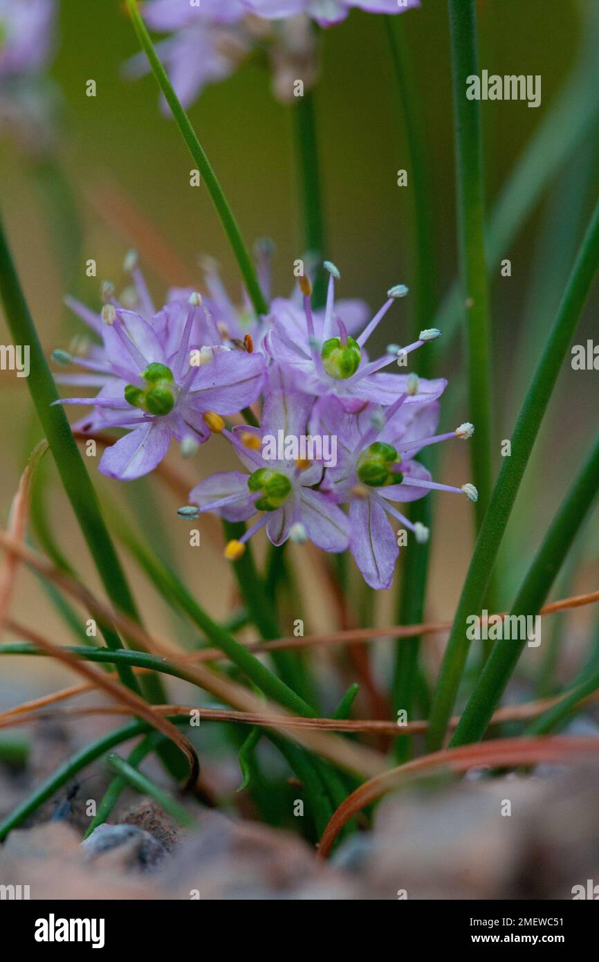 Allium virgunculae hi-res stock photography and images - Alamy