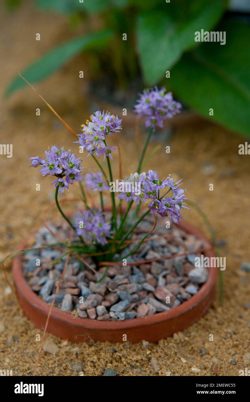 Allium flower pot hi-res stock photography and images - Alamy