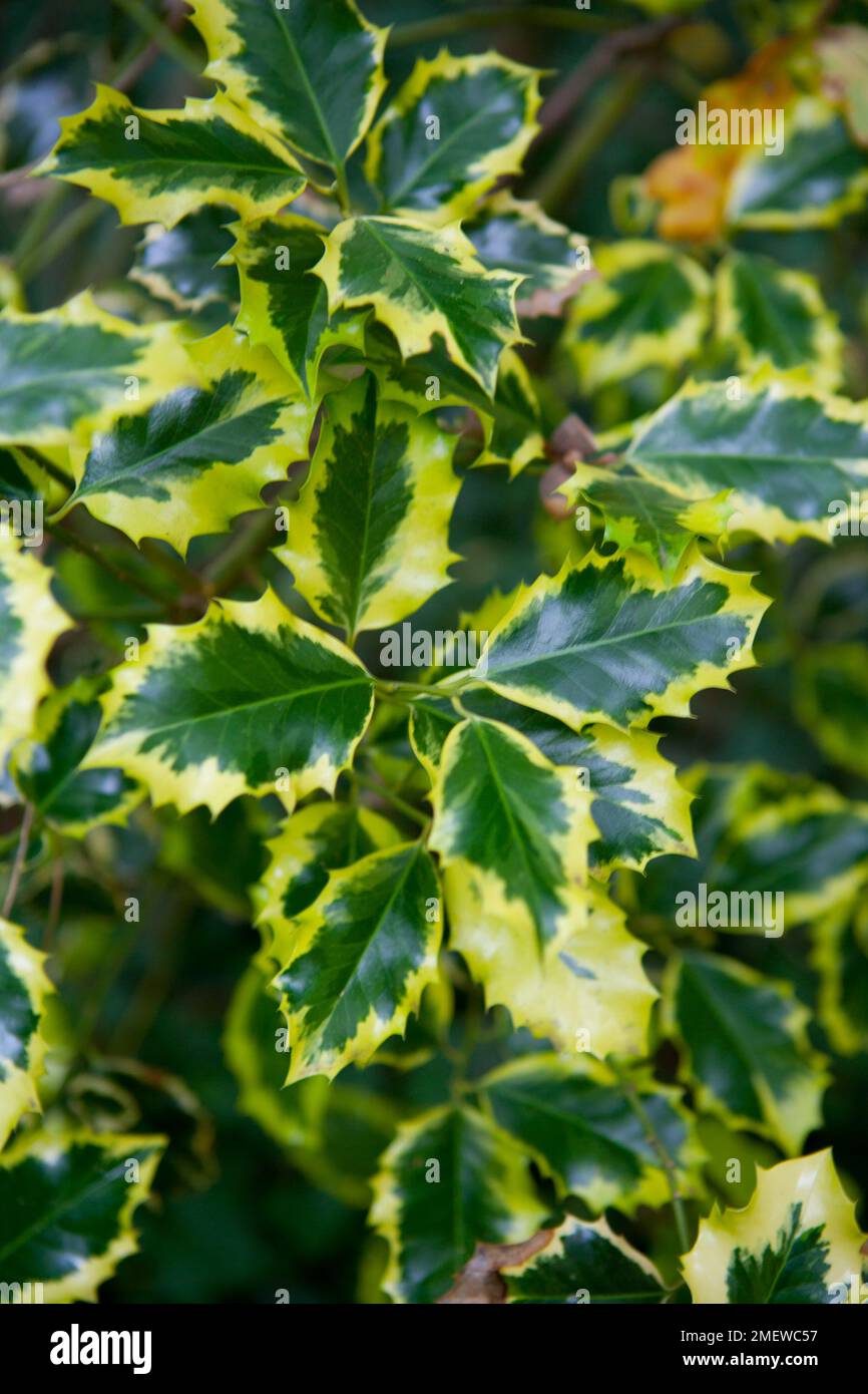 Ilex golden queen garden hi-res stock photography and images - Alamy