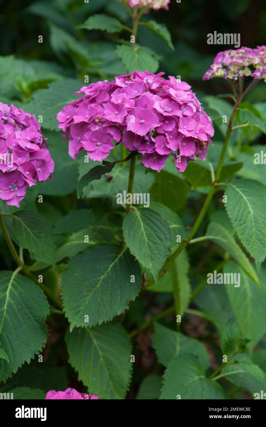 Queen elizabeth botanical garden hi-res stock photography and images ...