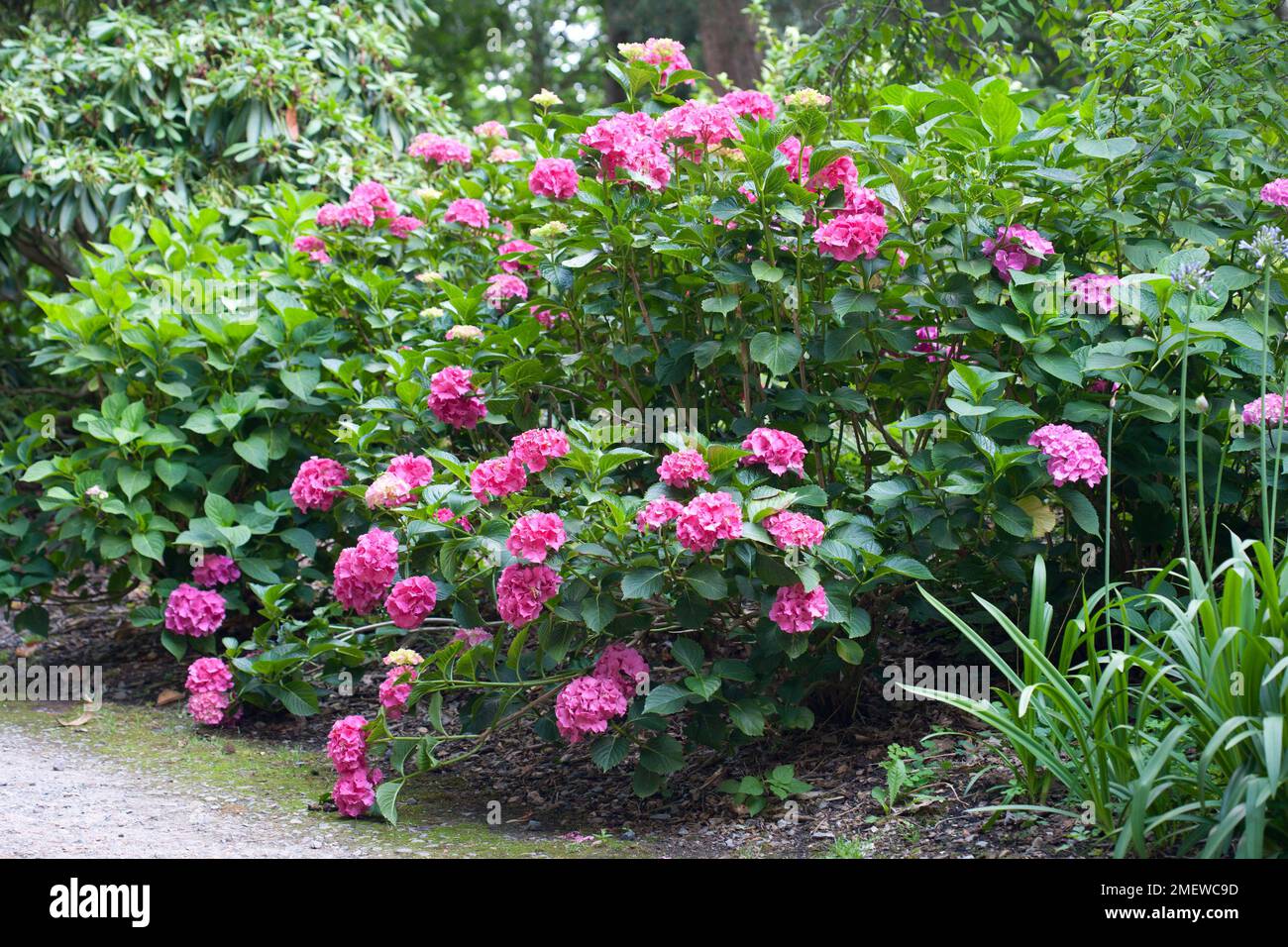 Hydrangea macrophylla 'Masja' Stock Photo - Alamy