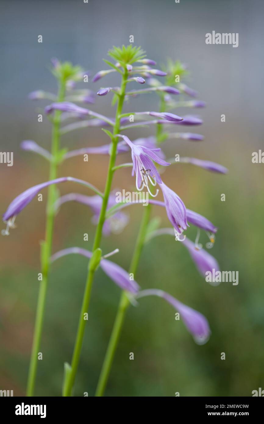 Hosta agriculture hi-res stock photography and images - Alamy