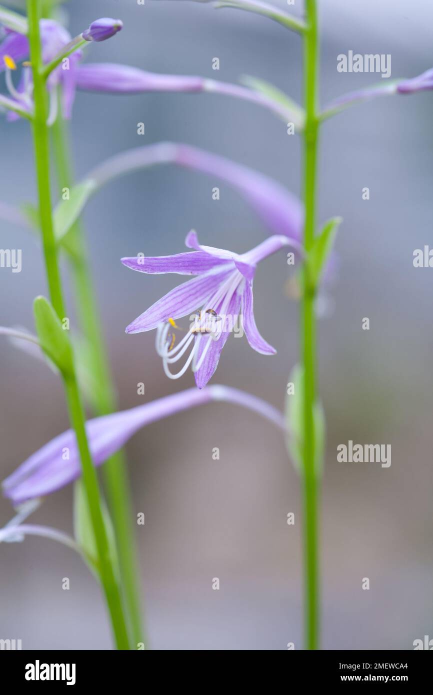 Hosta agriculture hi-res stock photography and images - Alamy