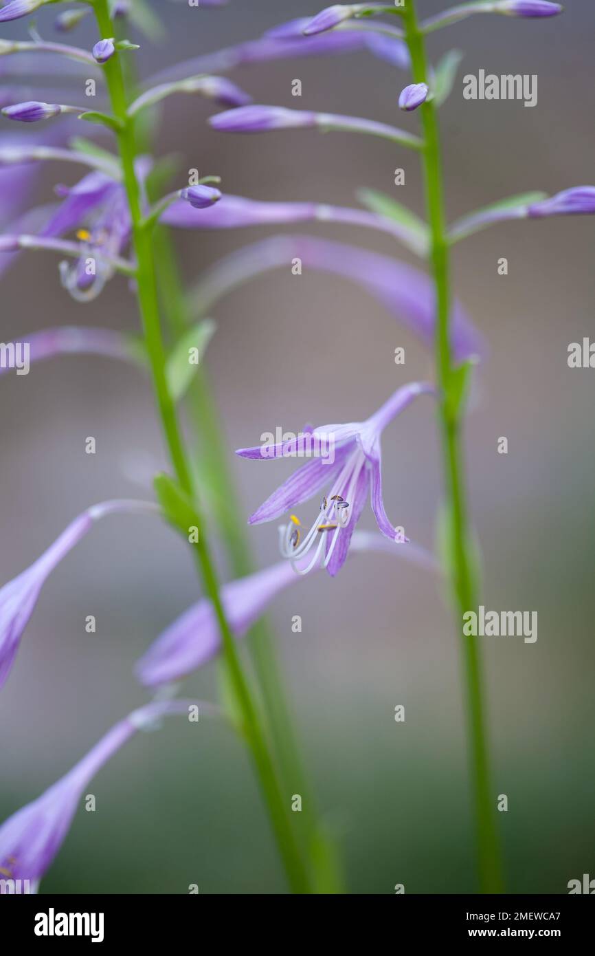 Hosta agriculture hi-res stock photography and images - Alamy