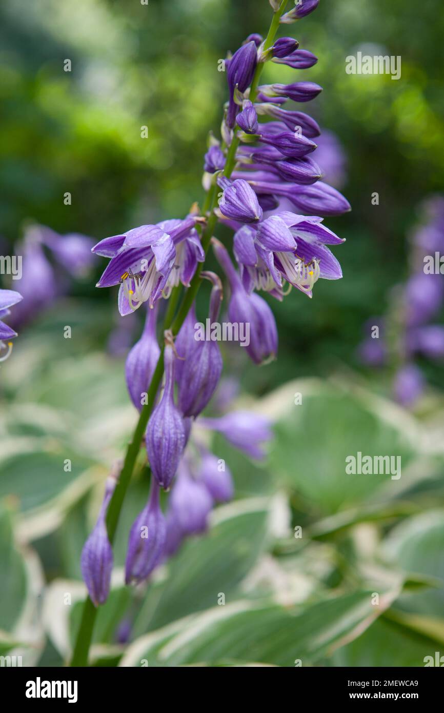 Hosta ventricosa var aureomaculata Stock Photo - Alamy