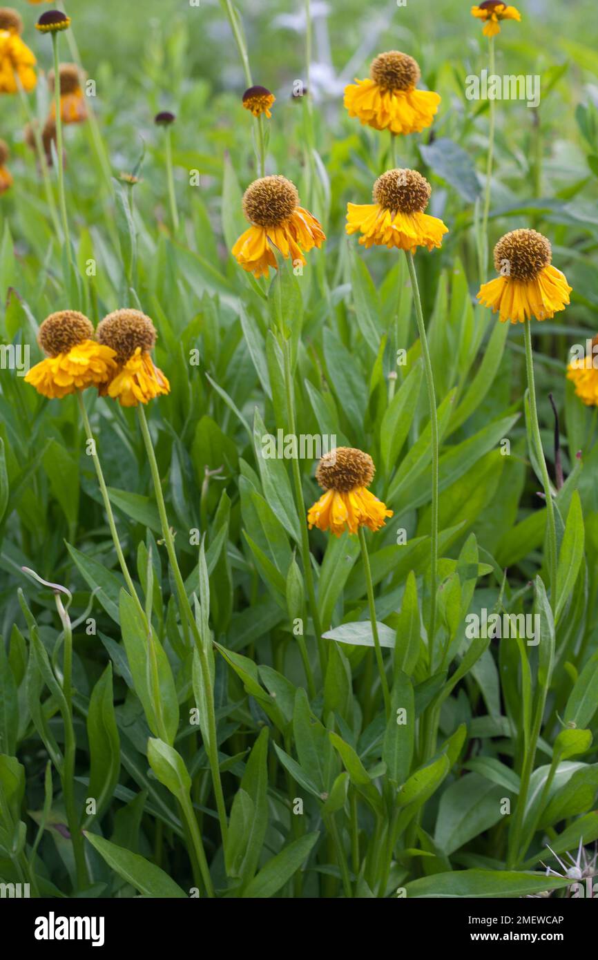 Helenium 'The Bishop' Stock Photo - Alamy