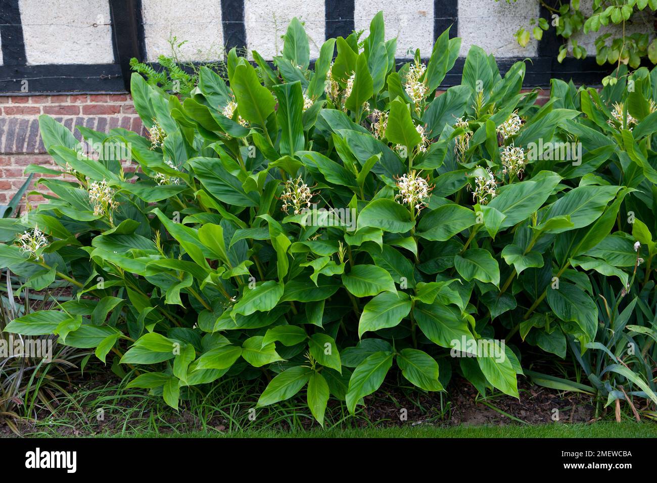 Flowering hedychium plant hi-res stock photography and images - Alamy