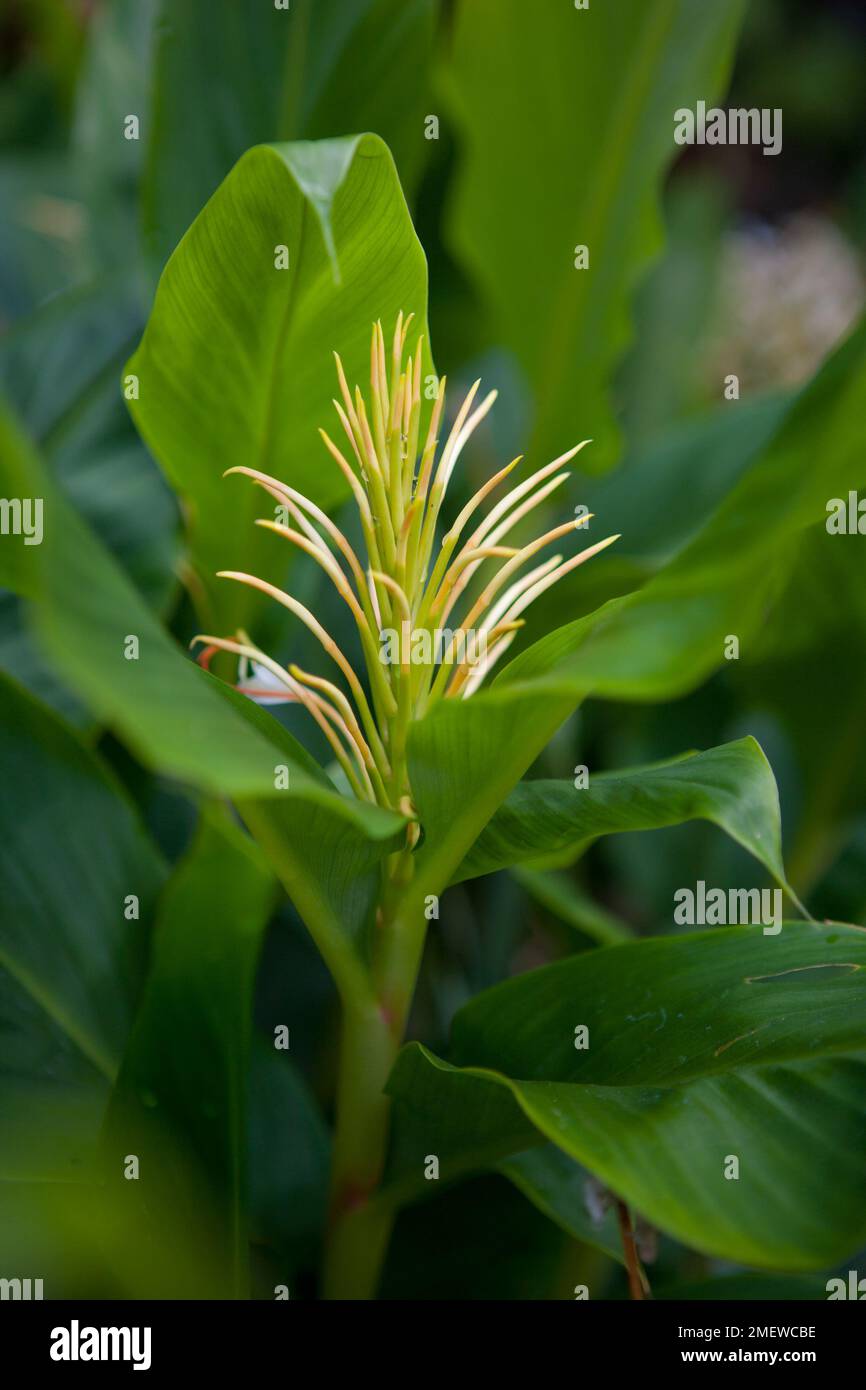 Flowering hedychium plant hi-res stock photography and images - Alamy