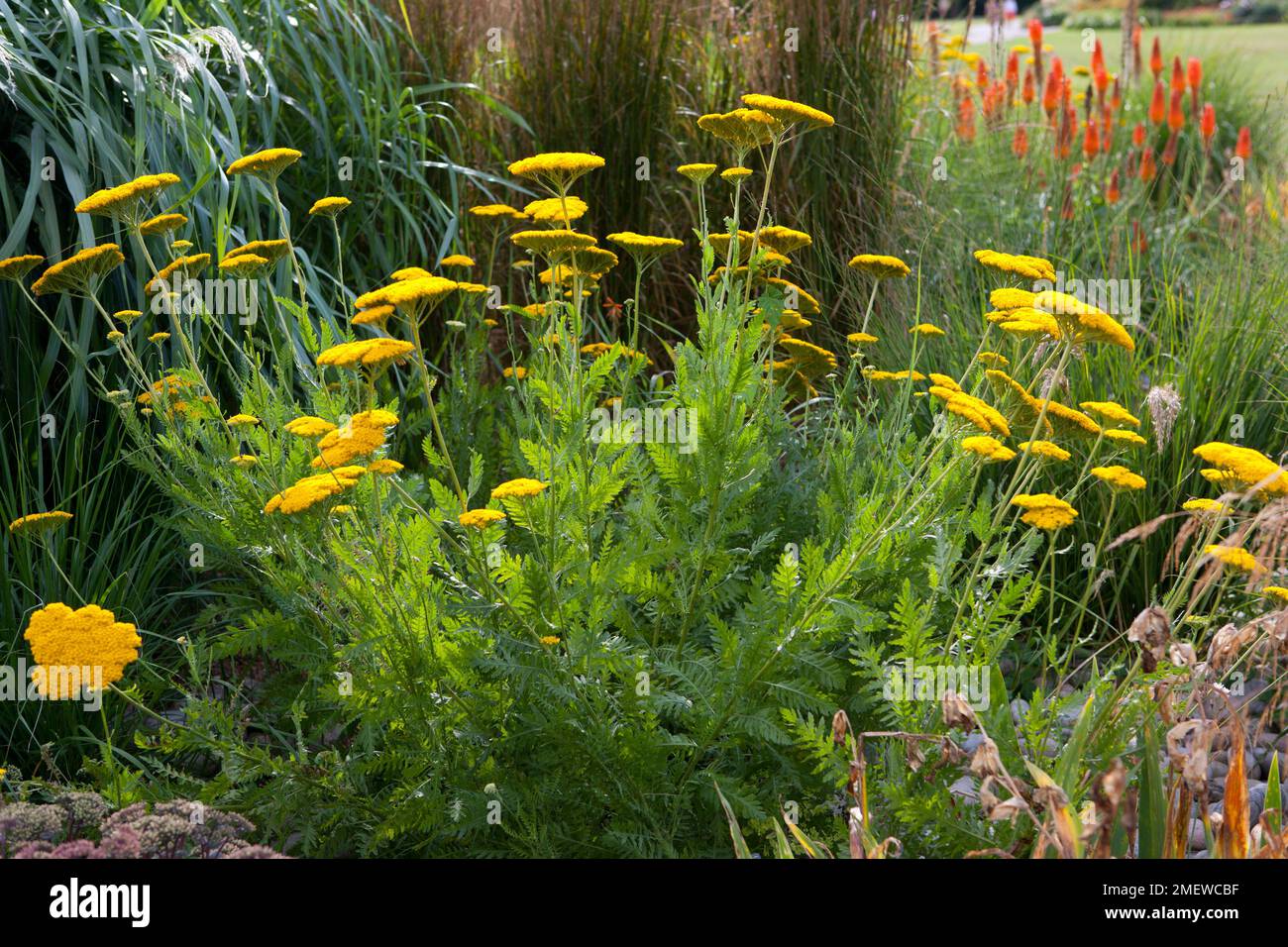 Achillea filipendulina 'Gold Plate' Stock Photo - Alamy